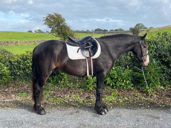 Stunning bay cob for sale in Co. Galway for €4,500 on DoneDeal