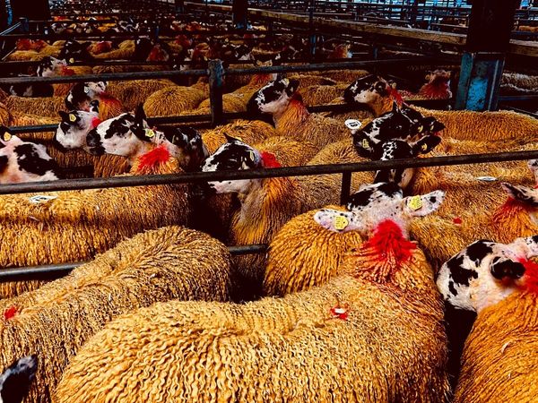 Mule Lanark Sale - Tuam Mart Fri 12th for sale in Co. Galway for €0 on ...