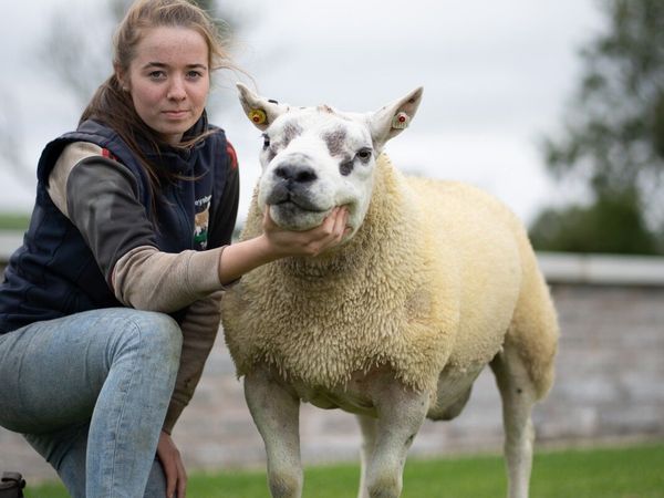 Texel Ram for sale in Co. Derry for €0 on DoneDeal