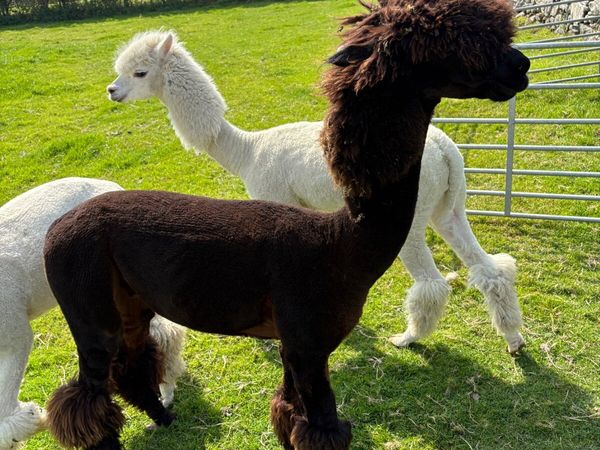Male Alpacas for sale in Co. Donegal for €800 on DoneDeal