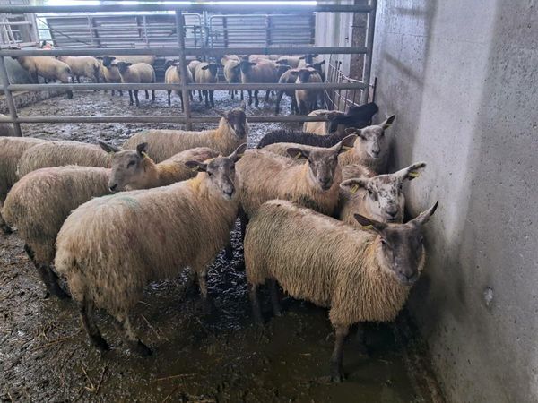 10 Mule / Texel ewe lambs for sale in Co. Galway for €155 on DoneDeal