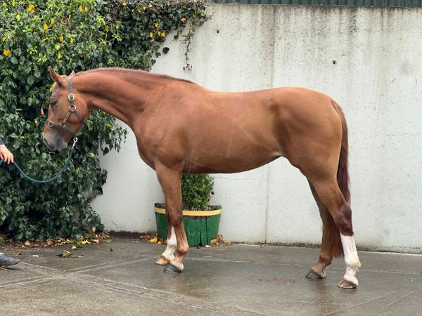 Pony Stars - Ireland's ONLY curated pony Showcase! for sale in Co ...