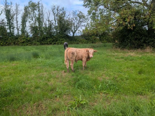 Organic Limousine Weanlings Elphin Mart 15 Sept for sale in Co ...