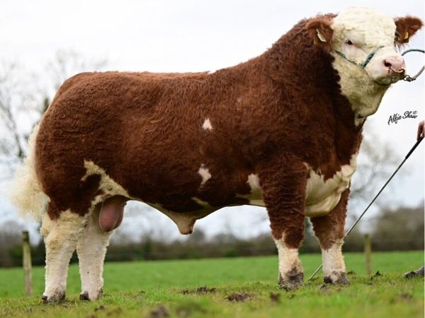 Pedigree Simmental bulls for sale in Co. Galway for €123 on DoneDeal