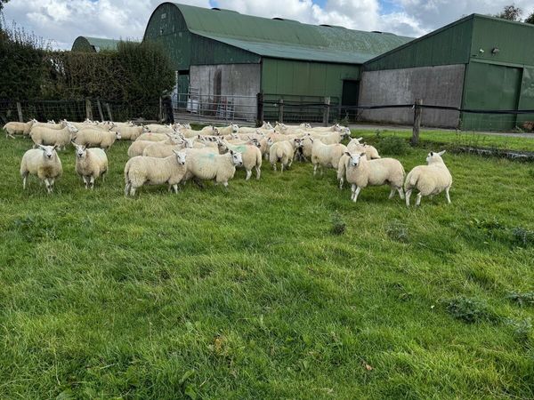 Mule Texel Cross Ewe Lambs for sale in Co. Kildare for €1,234 on DoneDeal