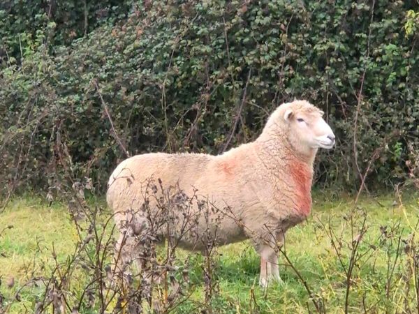 Romney Ram for sale in Co. Kildare for €600 on DoneDeal