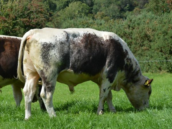 Irish Moiled Bulls for sale in Co. Down for £1,234 on DoneDeal