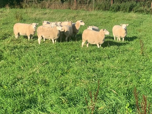 PB Lleyn sheep ( Ewe Hoggets ) for sale in Co. Donegal for €350 on DoneDeal