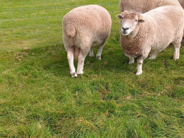 New Zealand Romney hogget rams for sale in Co. Kildare for €0 on DoneDeal