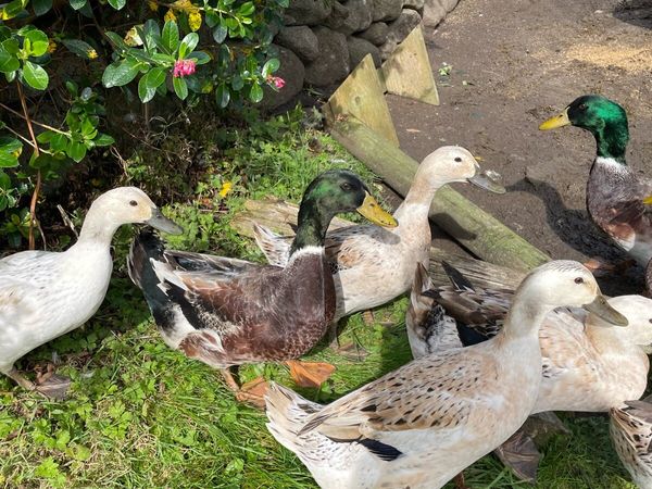 Welsh harlequin drake for sale in Co. Mayo for €20 on DoneDeal