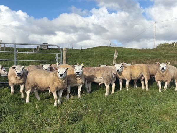Pedigree Texel Ram Lambs SIS Eligible for sale in Co. Donegal for € ...