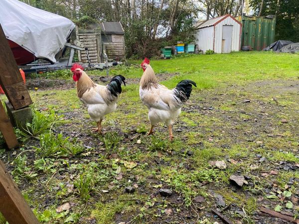 Cockerels for sale in Co. Clare for €10 on DoneDeal