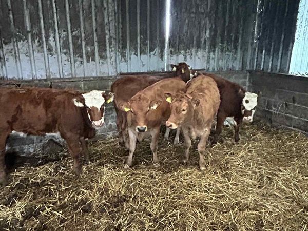 5 Smashing Red Limousin Heifers for sale in Co. Laois for €123 on DoneDeal