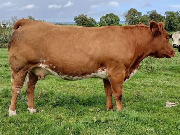 IN CALF GORT MART 18th SEPTEMBER for sale in Co. Galway for €0 on DoneDeal