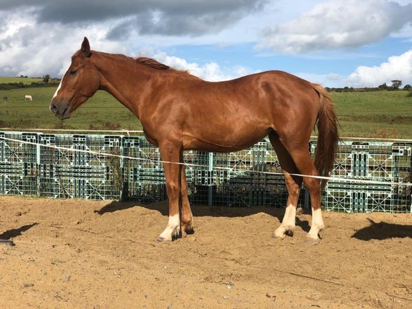 3year old filly for sale in Co. Cork for €11,111,111 on DoneDeal
