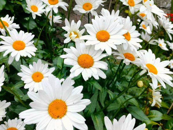 Shasta daisy's Plant perennial tall Hardy plant. f for sale in Co ...