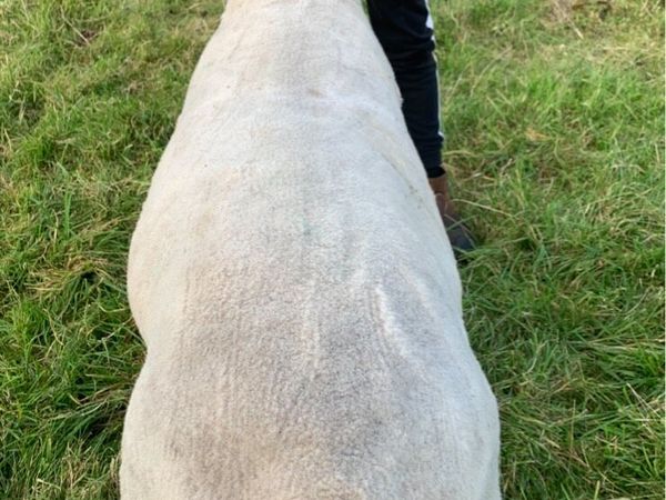 Shropshire Ram for sale in Co. Galway for €250 on DoneDeal