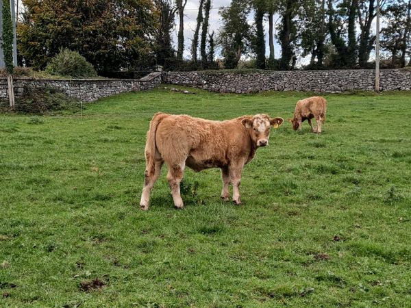 Charolais Heifer - Gort Mart Lot no. 602 for sale in Co. Galway for €0 ...