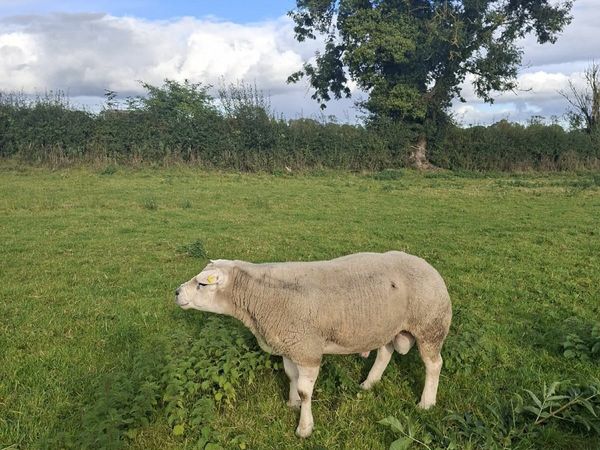 Ram Texel purebred registered 5* terminal for sale in Co. Meath for € ...