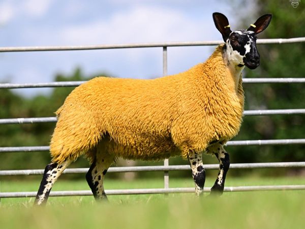 SIS Milford Shearling Rams and Ram lambs for sale in Co. Donegal for € ...