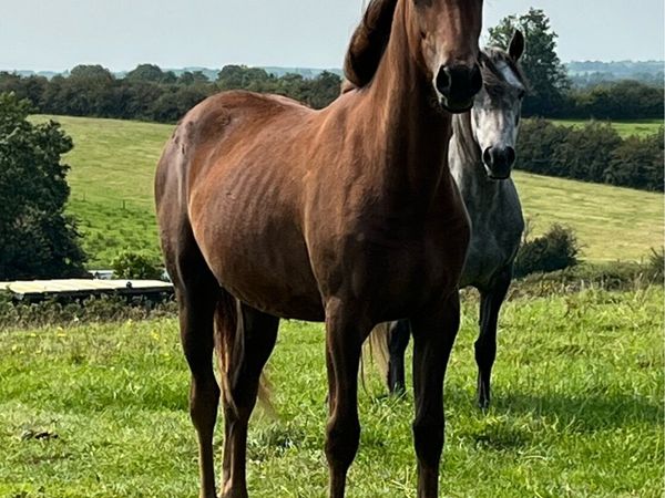Connemara Cross ID & Connemara Cross ISH Yearlings for sale in Co ...