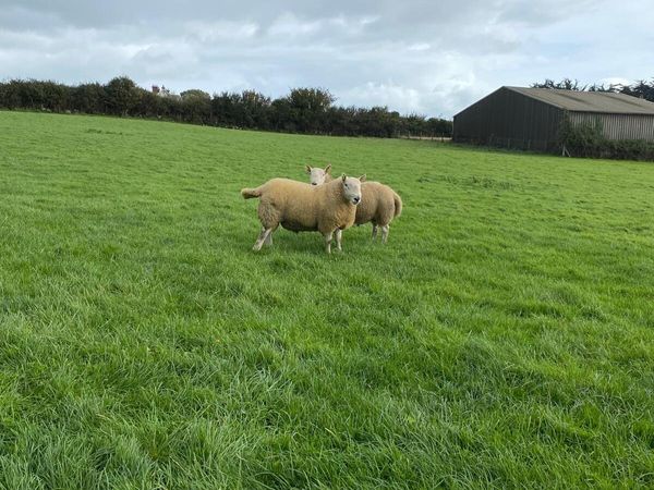 North country Cheviot hogget ram for sale in Co. Louth for €1,234 on ...