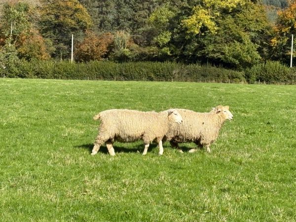 Romney Rams for Sale x 10 for sale in Co. Wicklow for €123 on DoneDeal