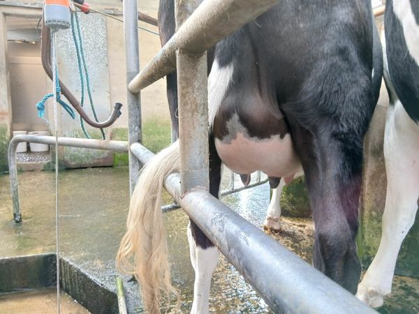Dairy heifers for sale in Co. Waterford for €3,000 on DoneDeal