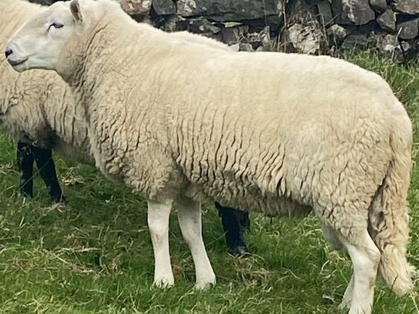 Cheviot Ram for sale in Co. Mayo for €300 on DoneDeal