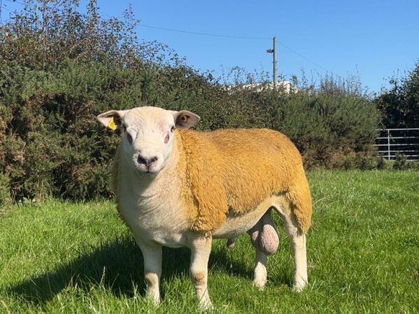 PBNR Texel ram lamb for sale in Co. Wexford for €500 on DoneDeal