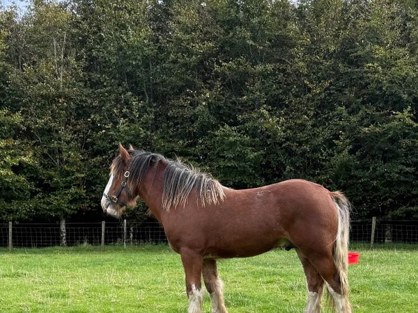 Cob colt for sale in Co. Sligo for €1,234,567 on DoneDeal
