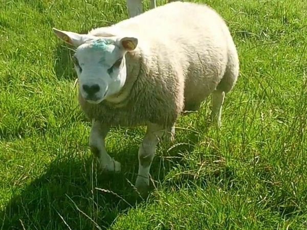 Texel Ram Lambs for sale in Co. Wexford for €400 on DoneDeal