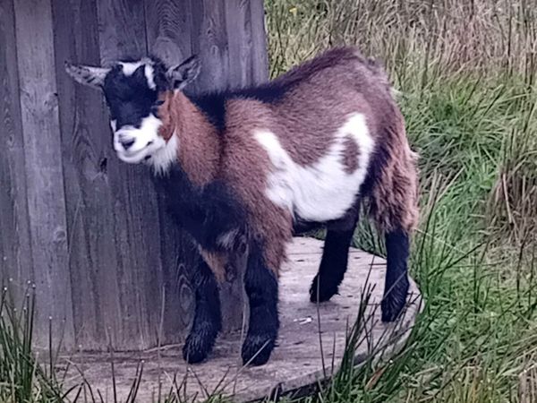 Pygmy goats for sale in Co. Donegal for €123 on DoneDeal