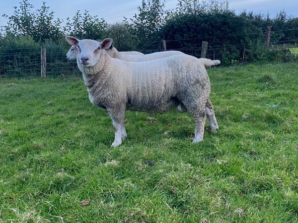 Chartex Tup rams and shearling Texel ram for sale in Co. Donegal for € ...