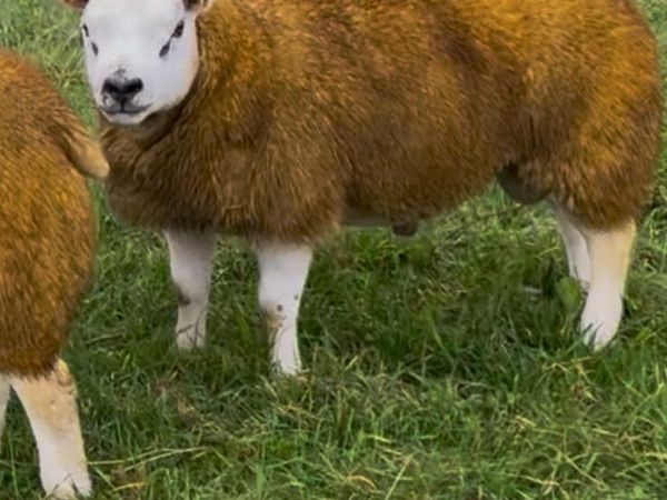 Texel Ram lambs, for sale in Co. Donegal for €500,750 on DoneDeal