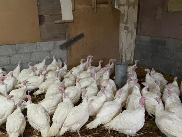 White Turkeys 12-14 weeks old for sale in Co. Galway for €0 on DoneDeal