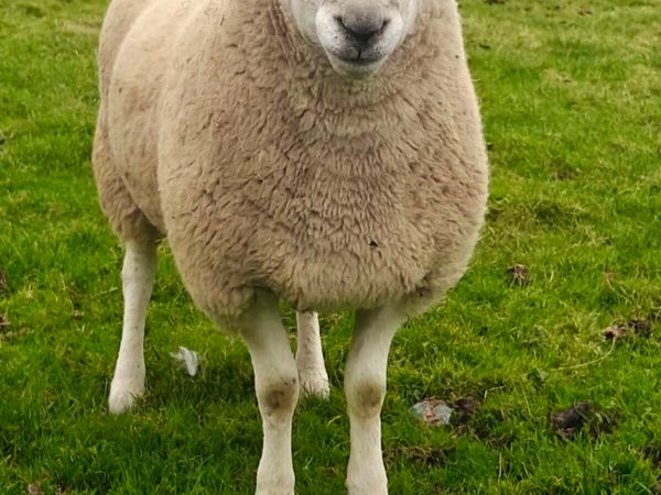 Cheviot Ram for sale in Co. Donegal for €470 on DoneDeal