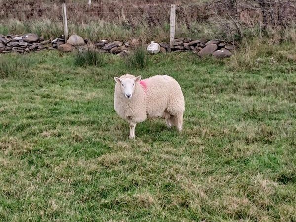 Cheviot ram lambs for sale in Co. Donegal for €180 on DoneDeal