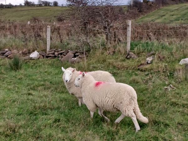 Cheviot ram lambs for sale in Co. Donegal for €180 on DoneDeal