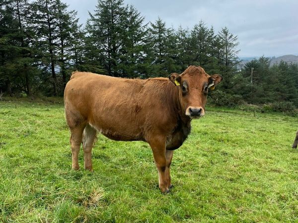 Organic incalf heifer for sale in Co. Cork for €1,234 on DoneDeal