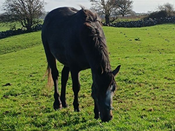 Connemara pony for sale in Co. Mayo for €3,000 on DoneDeal