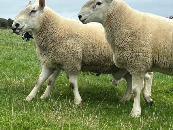 Wicklow Cheviot ram for sale in Co. Down for £1,234 on DoneDeal