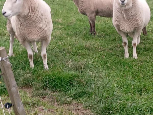 💥CHEVIOT RAMS AND SUFFOLK HYBRID RAM 💢 for sale in Co. Tipperary for € ...