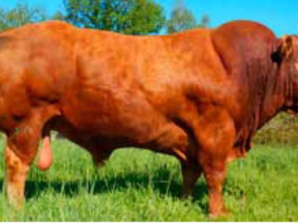Limousin Bull - Muscle 141 & 2xF94L for sale in Co. Laois for €7,250 on ...