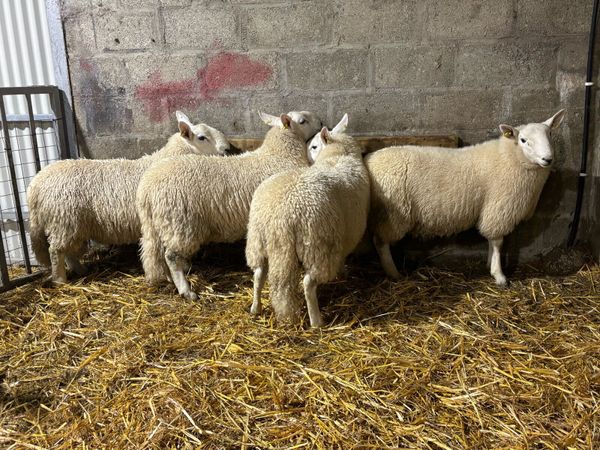 Cheviot Ram Lambs for sale in Co. Donegal for €250 on DoneDeal
