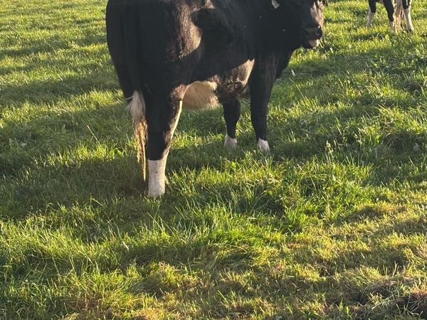 Incalf heifers for sale in Co. Westmeath for €1,234 on DoneDeal