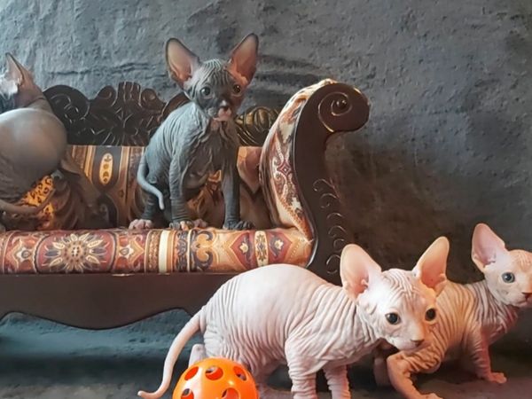 Sphynx Sphinx kittens cat( can deliver) for sale in Co. Laois for € ...