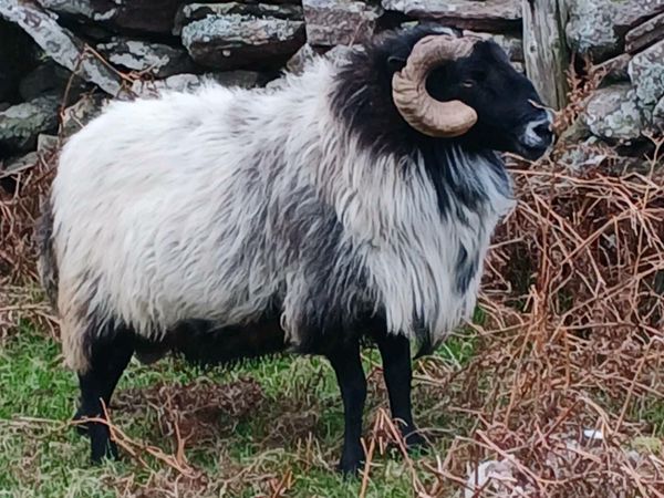 5 years old ram for sale in Co. Mayo for €400 on DoneDeal