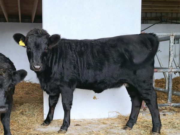 Jersey x aubrac cow for sale in Co. Mayo for €3,000 on DoneDeal