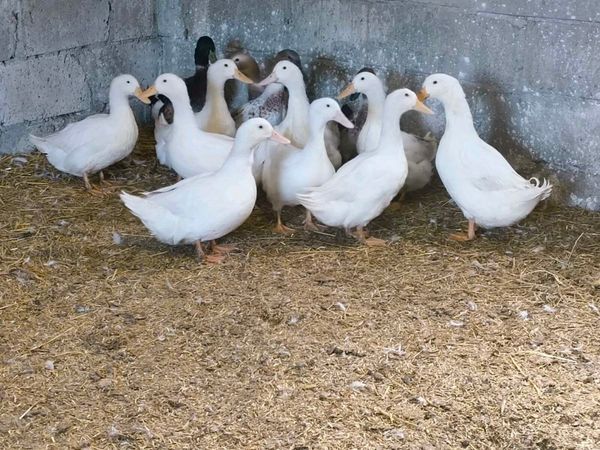Ducks Cherry Valley for sale in Co. Kildare for €30 on DoneDeal